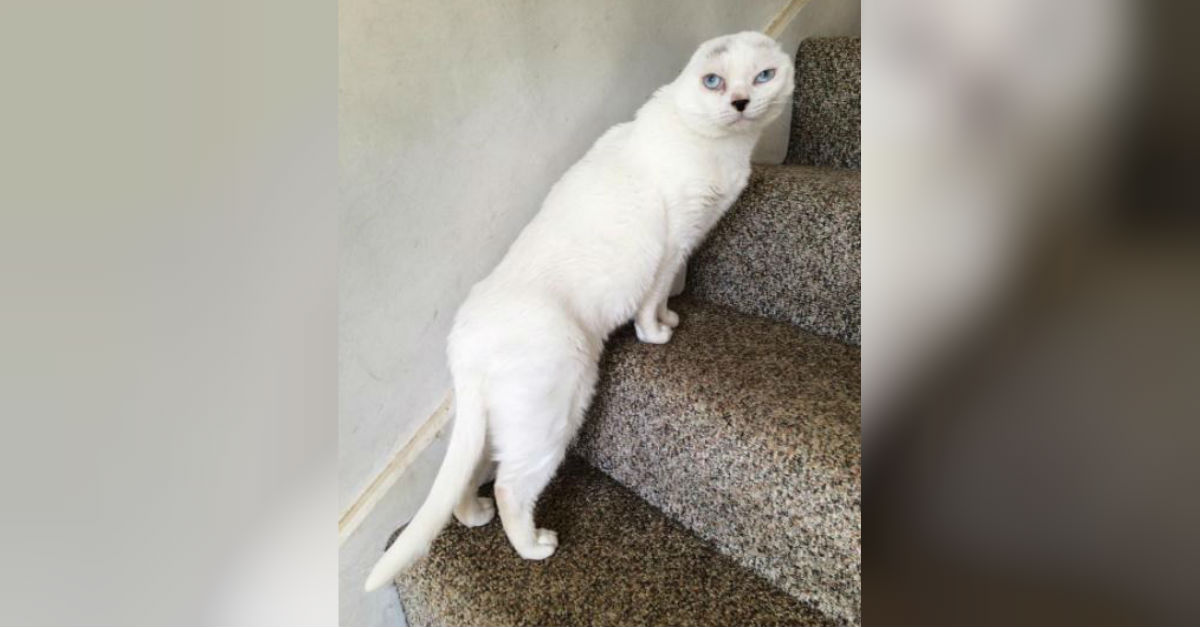 Otitis The Earless Cat Gets His Playfulness Back After Surgery ...