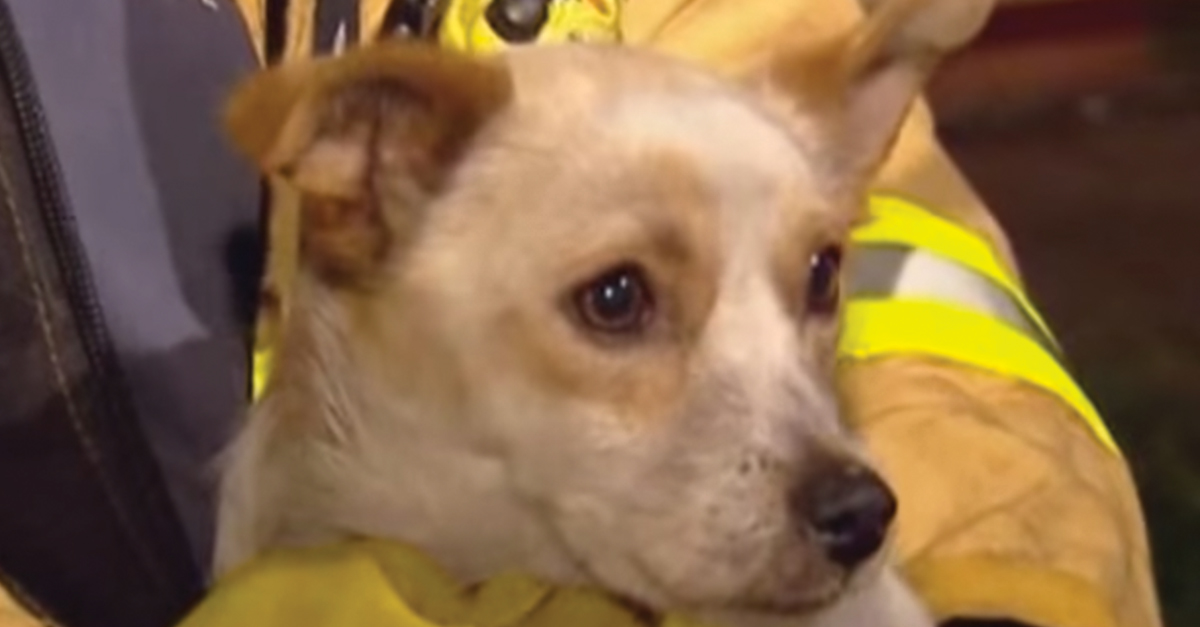Family Dog Ran Back Into A Burning Building. Some Will Be Shocked By ...