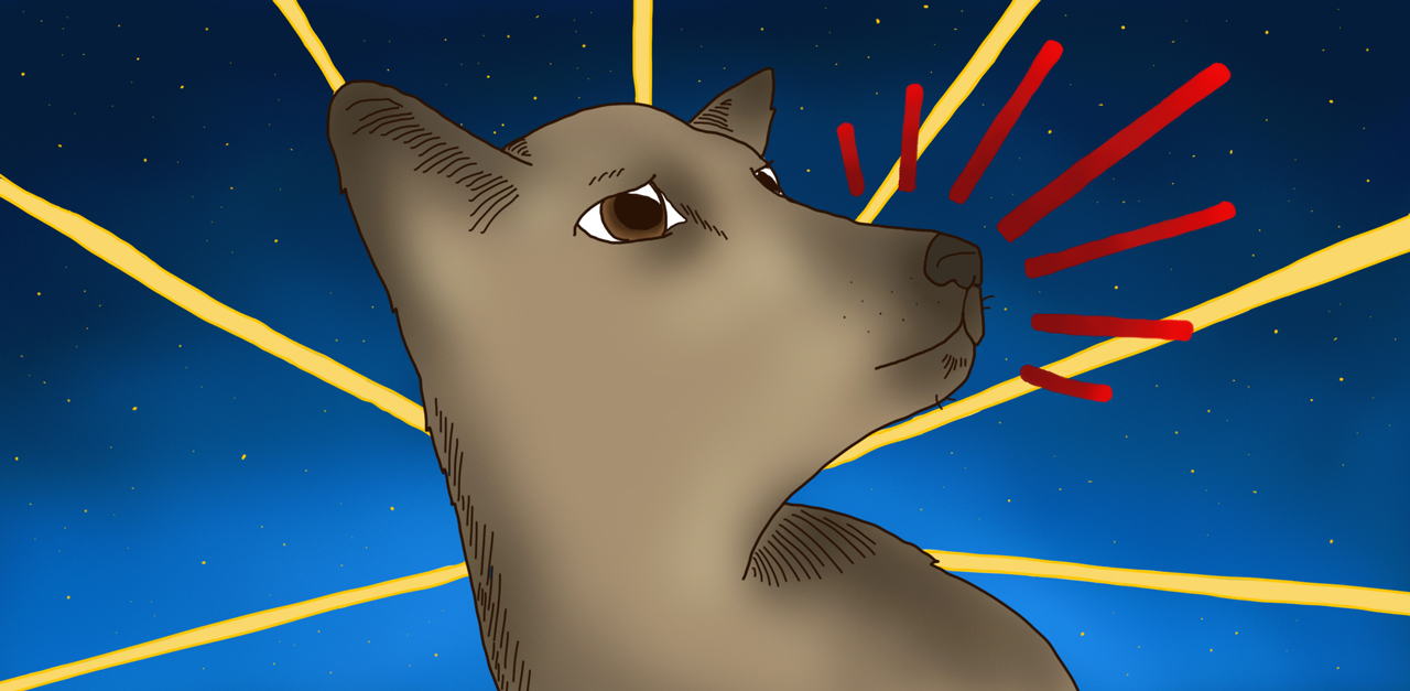 Ways Your Dog Has A Sixth Sense | LittleThings.com