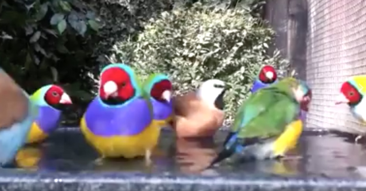 Peaceful Video Shows Dozens Of Colorful Birds Loving And Sharing With ...