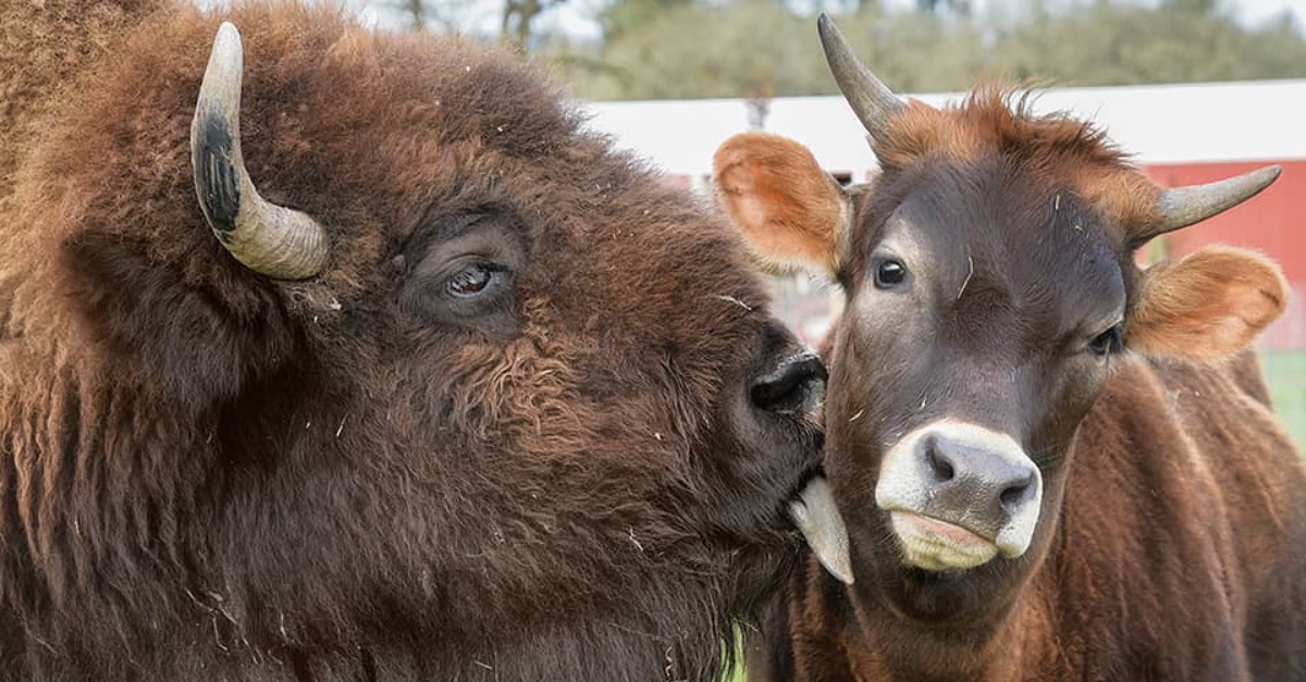 This Lonely Bison Had Her Life Change When She Finally Found A Friend ...