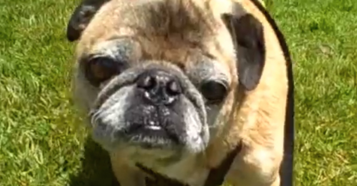 This Pug Has An Impressive Talent. I've Never Seen A Dog Do This Before ...