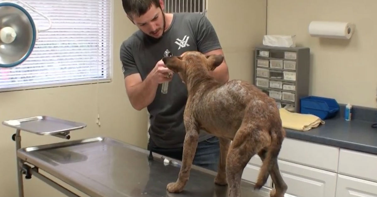 Vet Rescues Puppy From Death Row On His Day Off. Watch Close When His ...