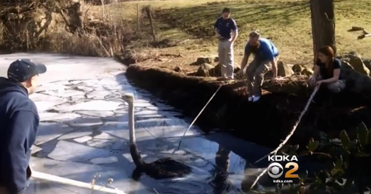They Spot An Ostrich Trapped In The Ice. Now Watch The Bearded Man ...