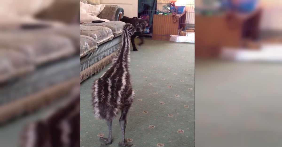 Pet Emu