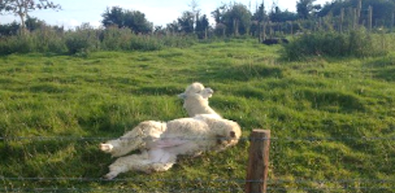 Smart Alpaca Senses She's Being Recorded And Drops Down To Strike ...