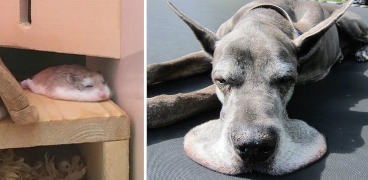 These Animals Are So Ridiculously Melty, It Hurts | LittleThings.com