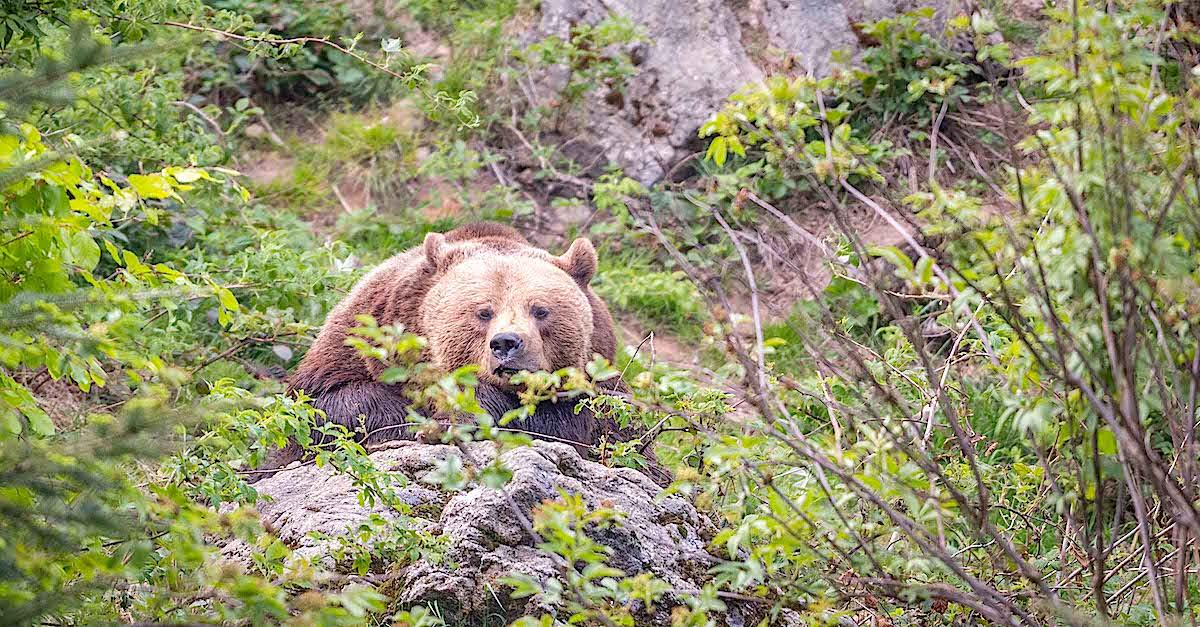 Photos Of This Bear Have Gone Viral For One Surprise Reason. Do YOU See ...