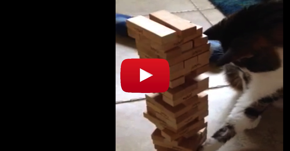 INCREDIBLE, This Cat Is The World's BEST Jenga Player!! I'm Blown Away ...