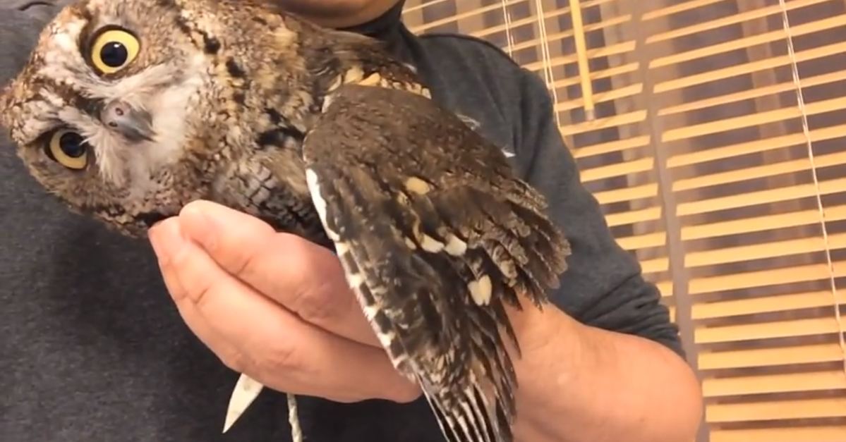 This Baby Owl Is VERY Confused. When You Find Out Why, You'll Laugh Out ...