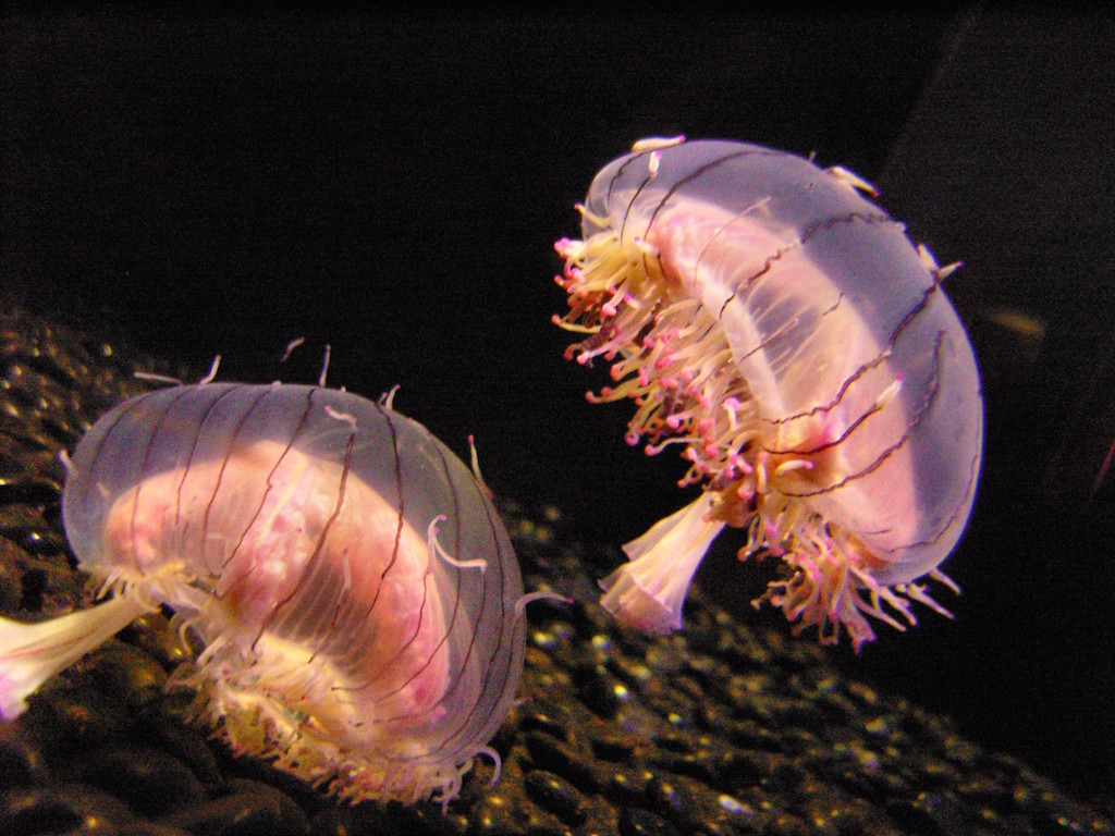 15 Strange Deep Sea Creatures That You May Not Know About ...