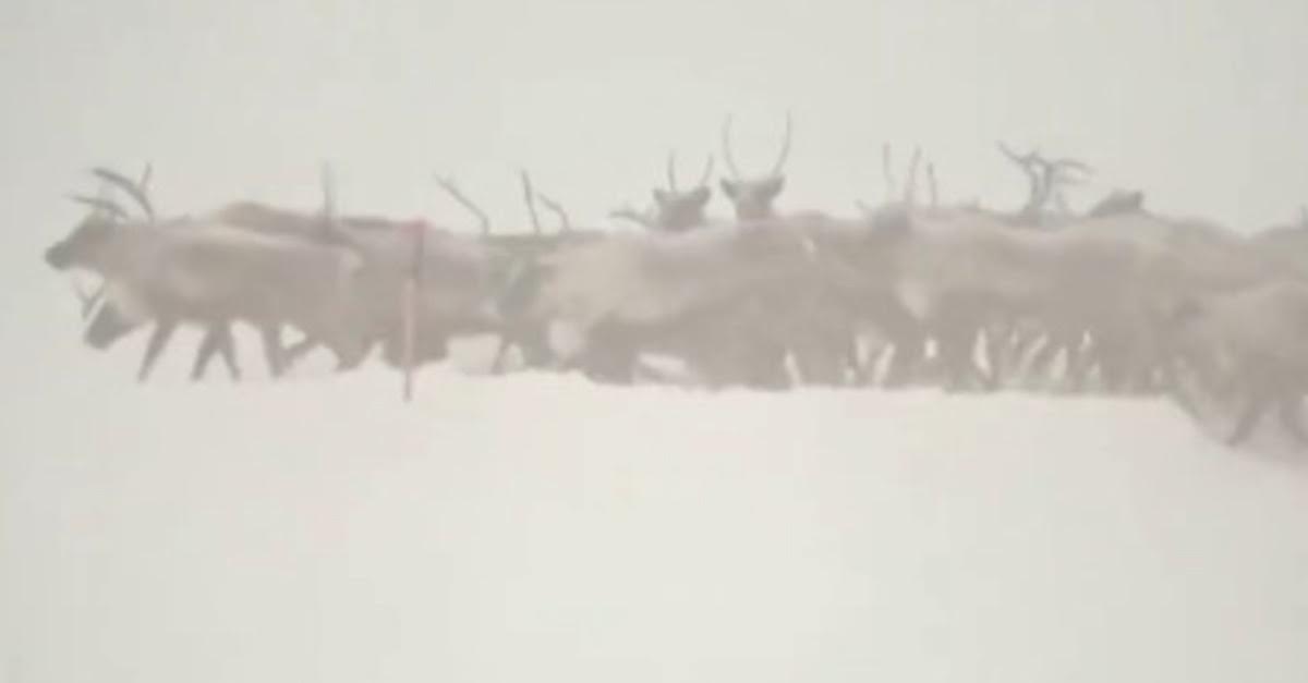 Reindeer Herd Migrates In The Snow. But When The Camera Hovers Over ...