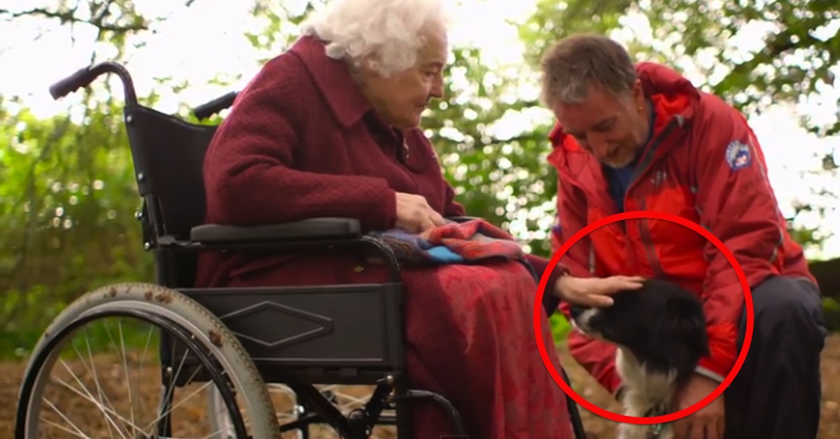 Dog Saves 80-Year-Old Grandmother Lost In The Woods For Three Days ...