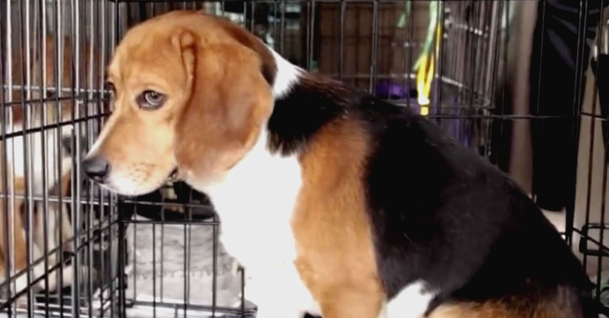 9 Beagles Spend Whole Lives Imprisoned In Lab, Then See Daylight For ...
