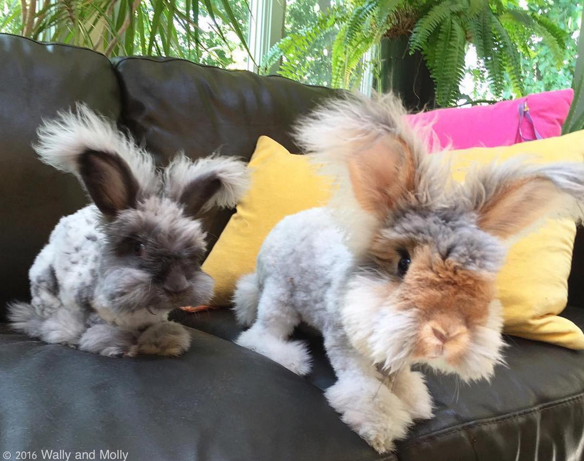 No One Wanted This Strange Bunny. Then Who Walks In The Door? BEAUTIFUL ...