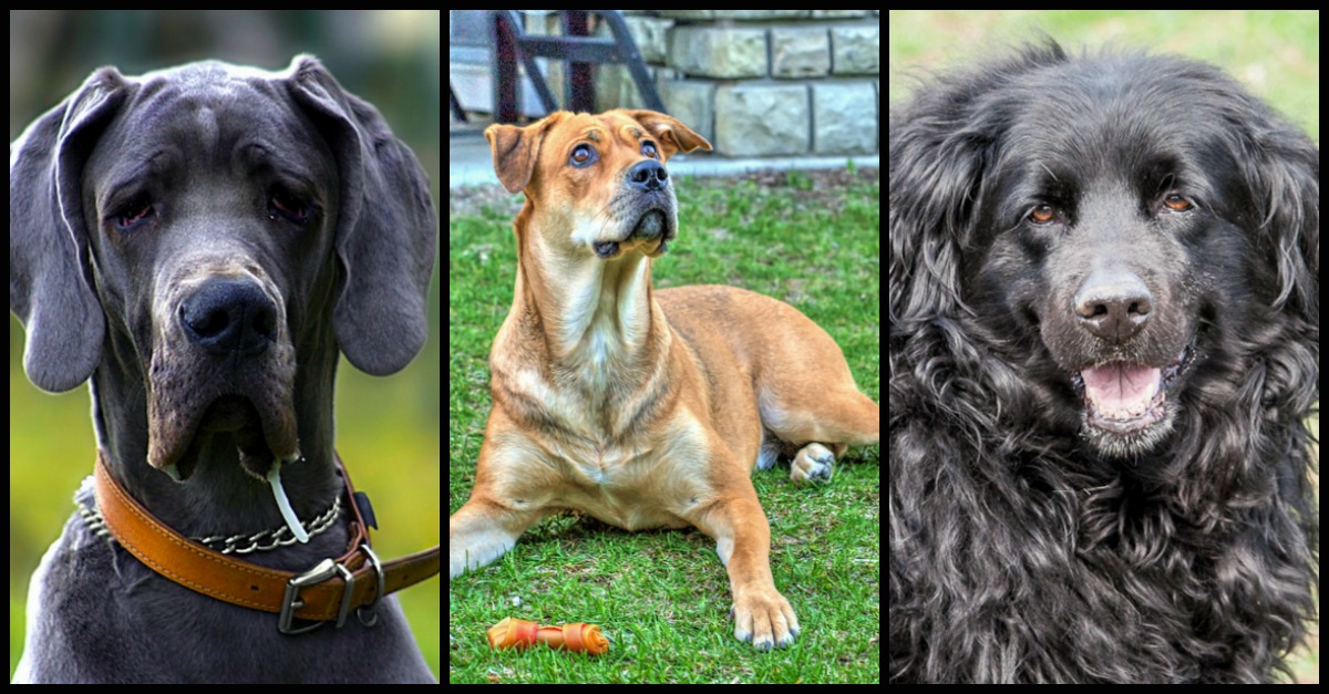 Big Dog Names: 100 Names For Males And Females | LittleThings.com