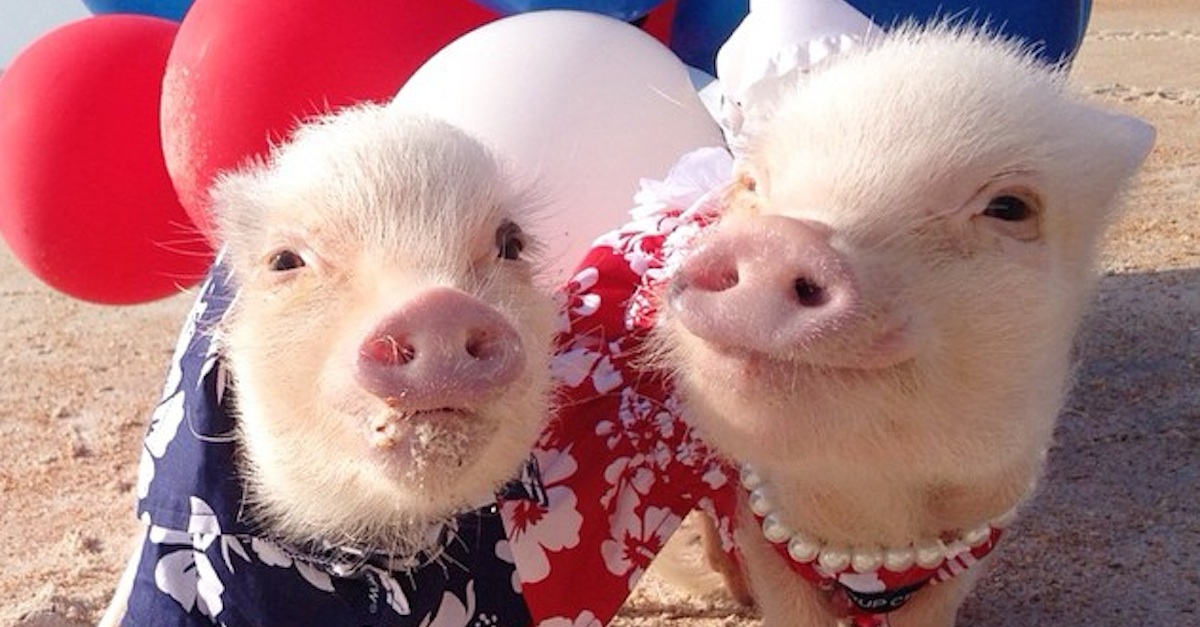 These Famous Twin Mini Pigs Show Off Their Costumes On Awesome ...