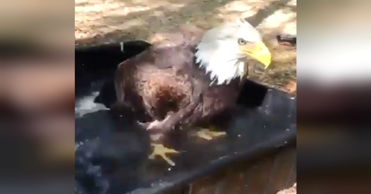 He Catches A Dirty Eagle In His Backyard. But When He Gets Closer? I'm ...