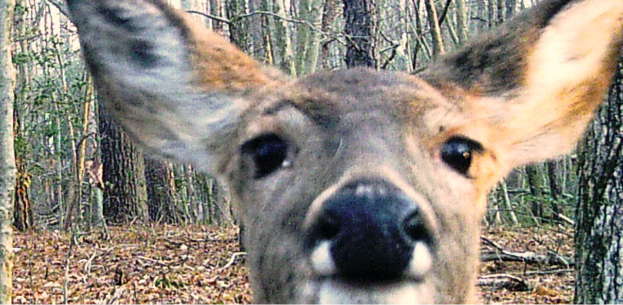 11 Times Hidden Cameras Show Wild Animals' Funny Behavior ...