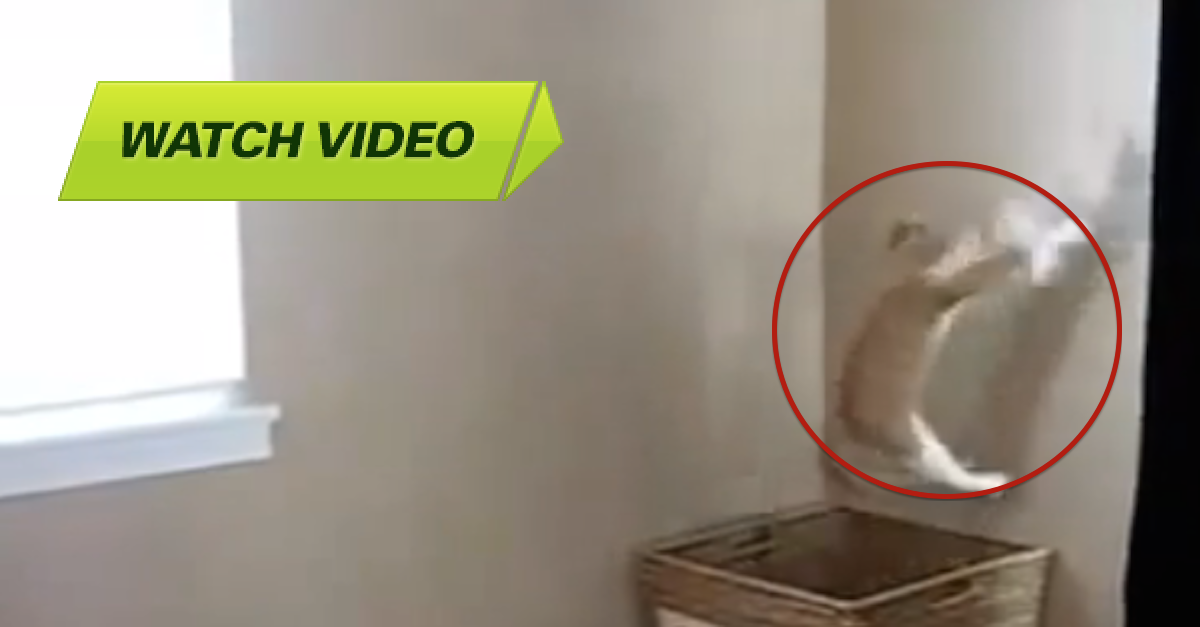 I Have The Most Helpful Cat In The World! She Helps Me With My Chores ...