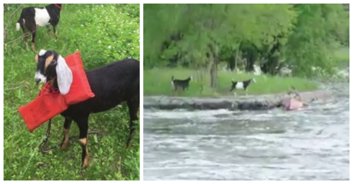 Heroic Bartender Saves Goat Drowning In Wisconsin River | LittleThings.com