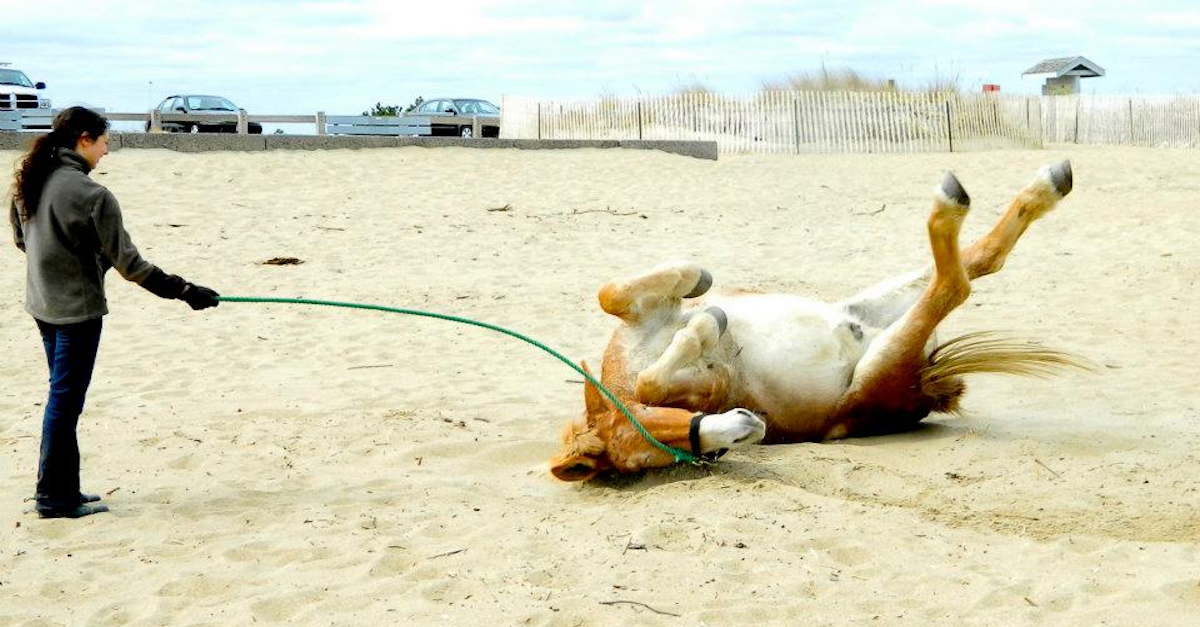 She Brings A Rescue Mule To The Beach. His Reaction? This Is PRICELESS ...