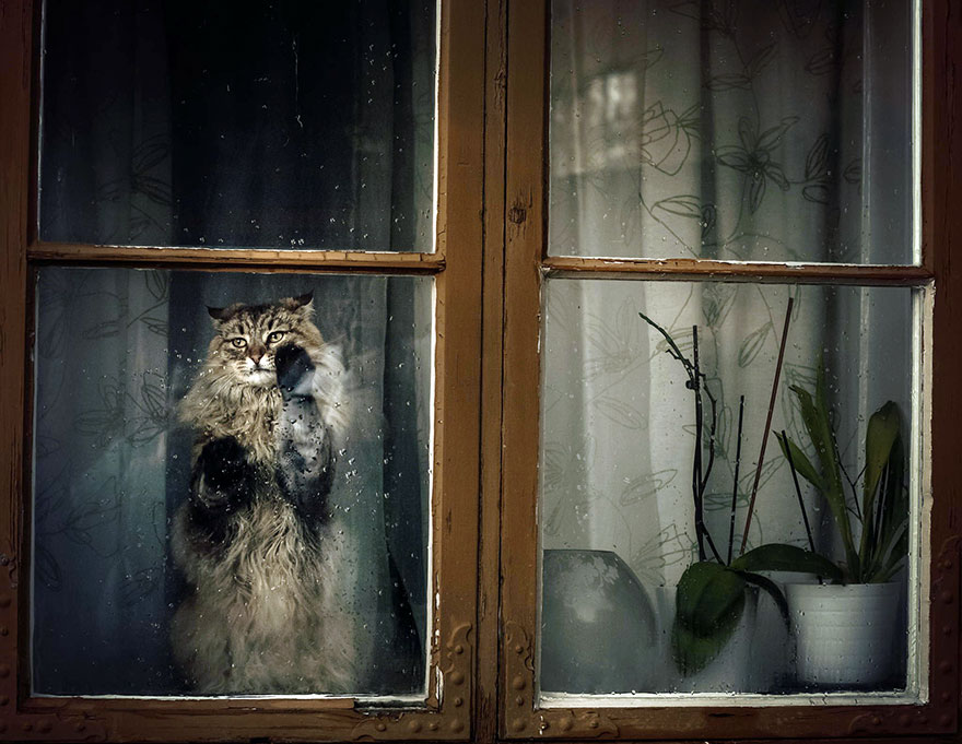 21 Breathtaking Photos Of Animals Looking Through Windows. These Are ...