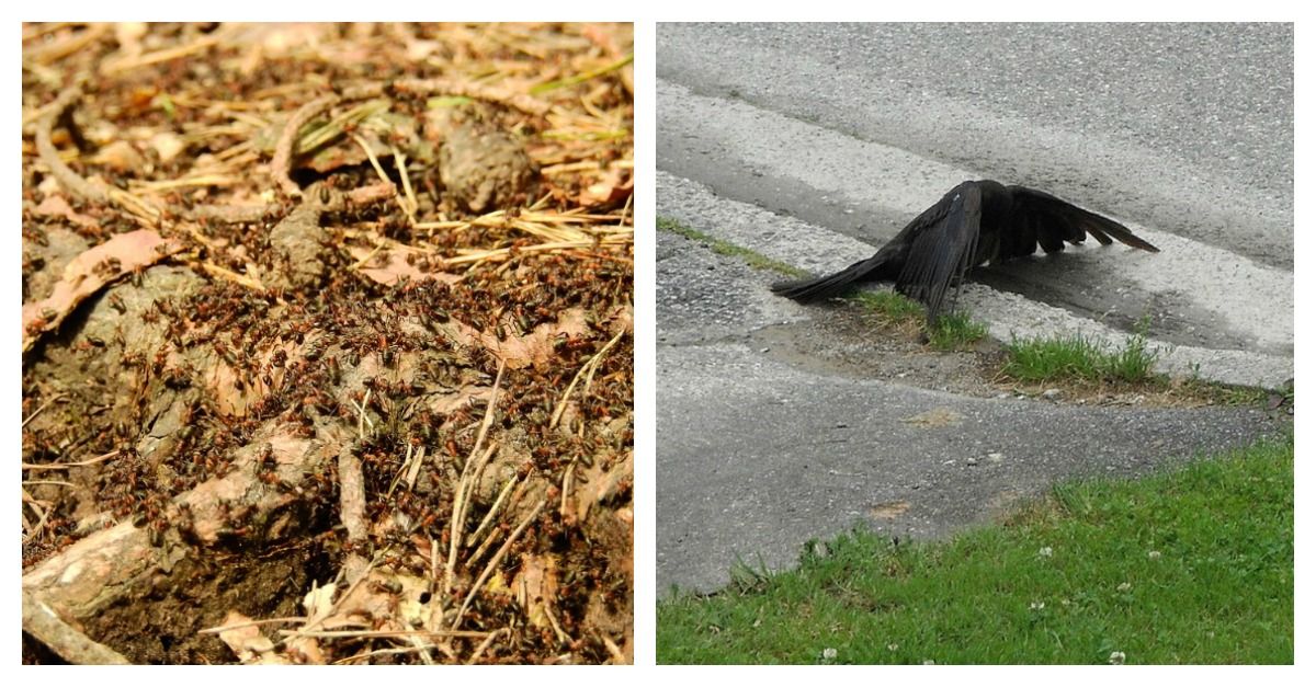 10 Things You Never Know About Ravens | LittleThings.com