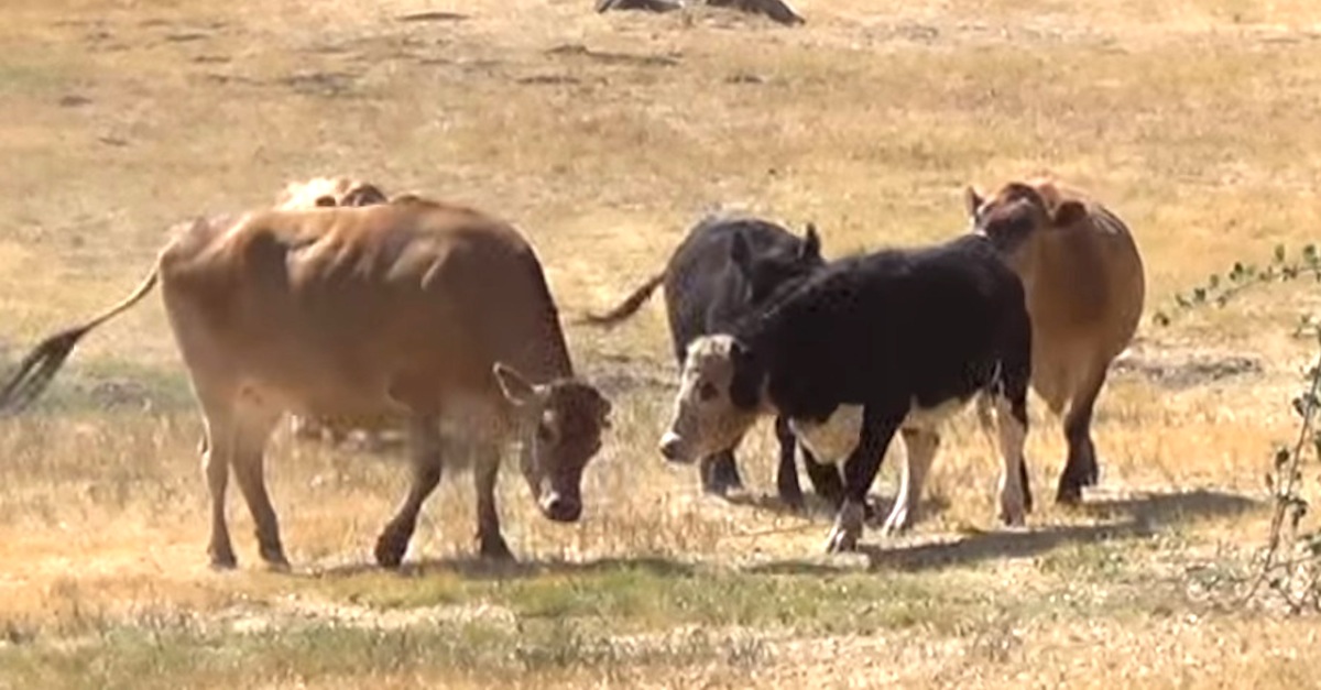 When These Rescued Cows Meet For The First Time, They Shock Everyone By ...