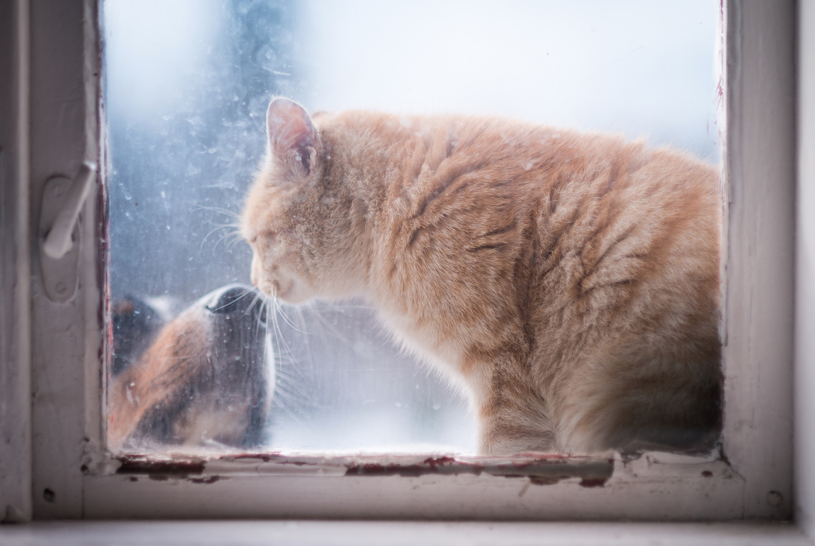 21 Breathtaking Photos Of Animals Looking Through Windows. These Are ...