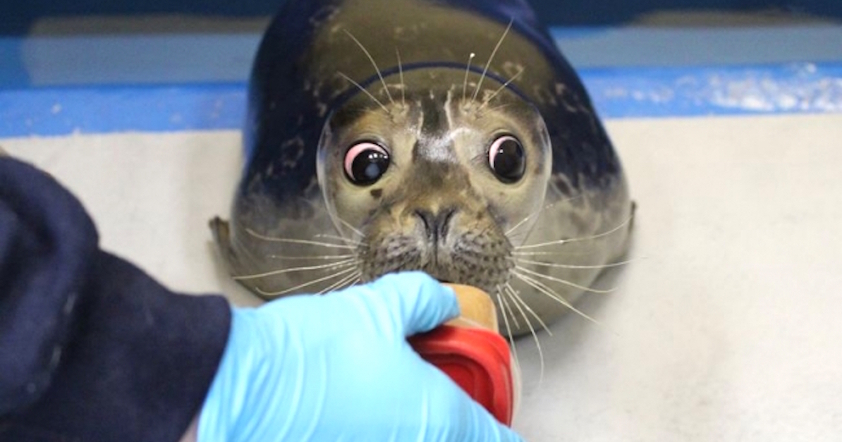 Sad Seal