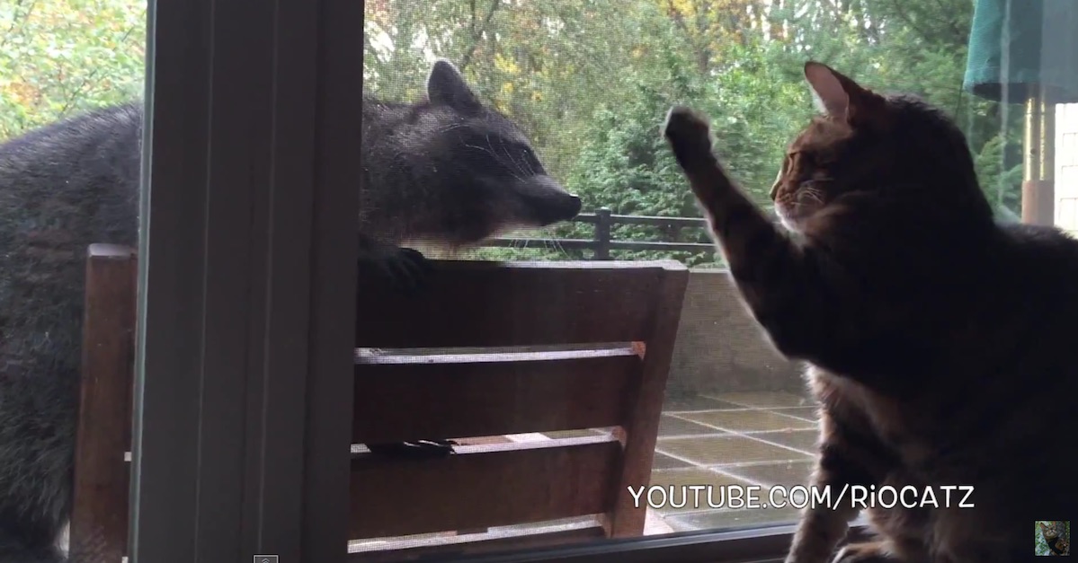 She Heard Her Cat Meowing By The Window. When She Saw Why? I'm Freaking ...