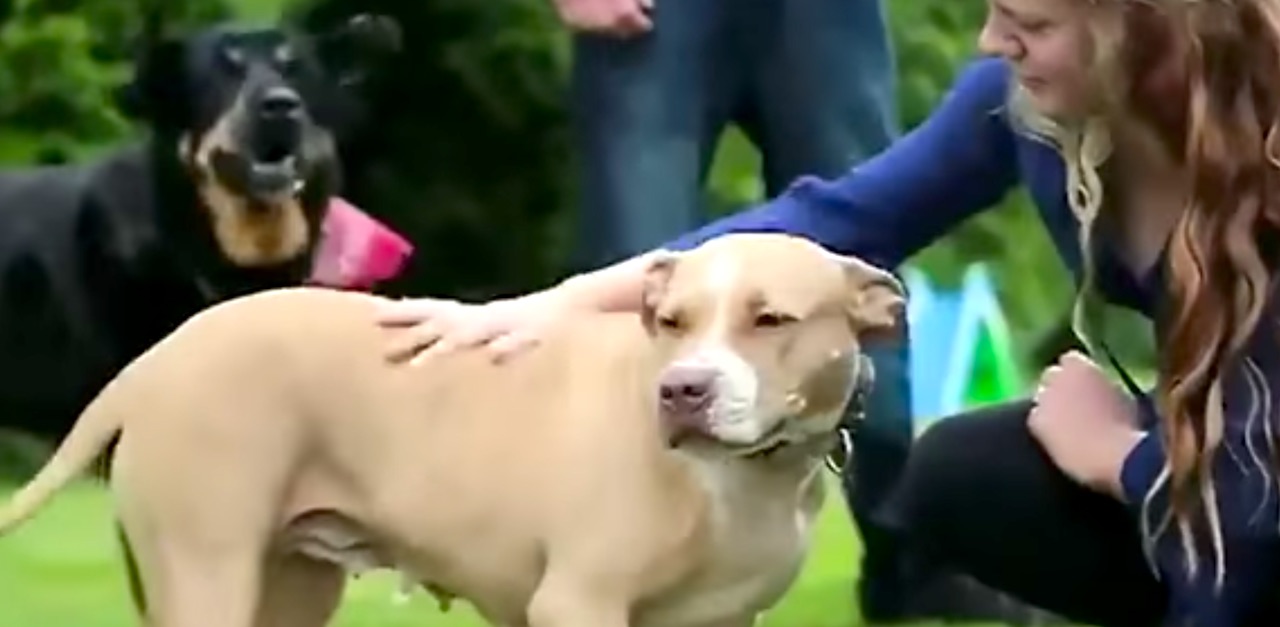 Rescue Pitty Is Diagnosed With Cancer, But When Doctors Meet Her? They ...