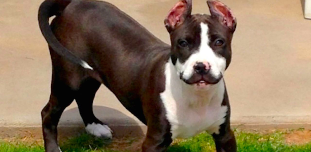 12 Pets With Totally Unique Fur Patterns | LittleThings.com