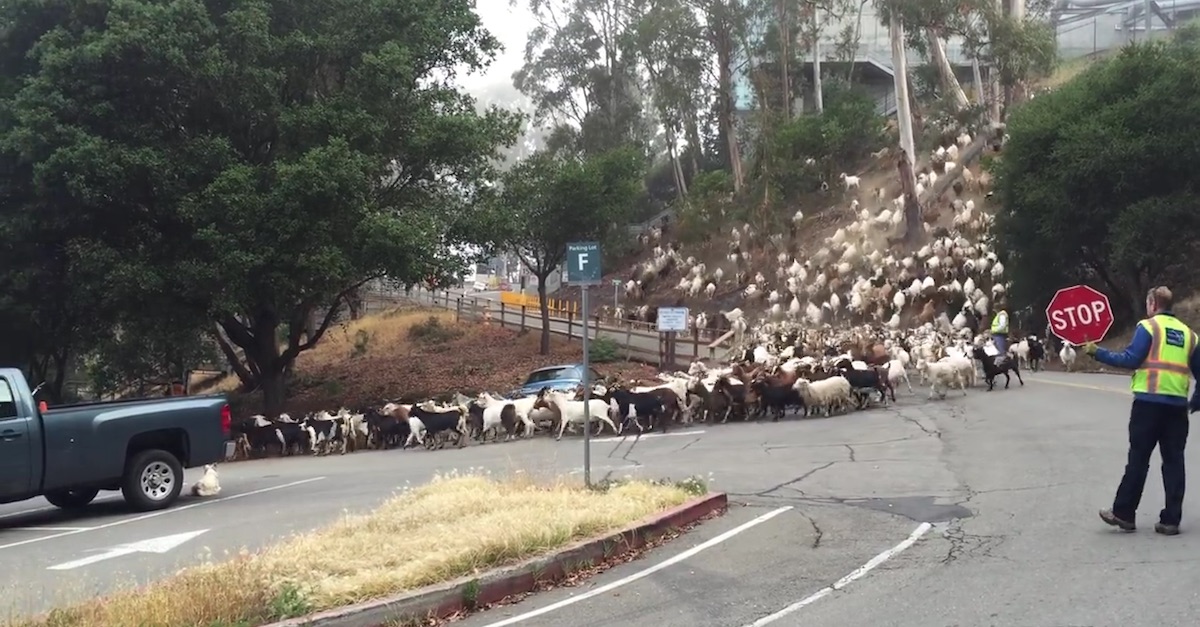 A City Let This Herd Of Animals Take Over Its Streets. The Reason Why ...