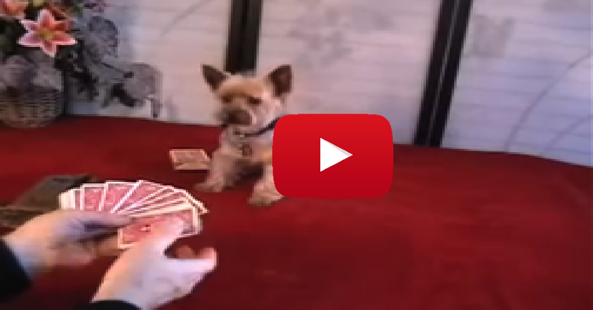 You Have To See This Card Trick I Taught My Dog. She's So Smart ...