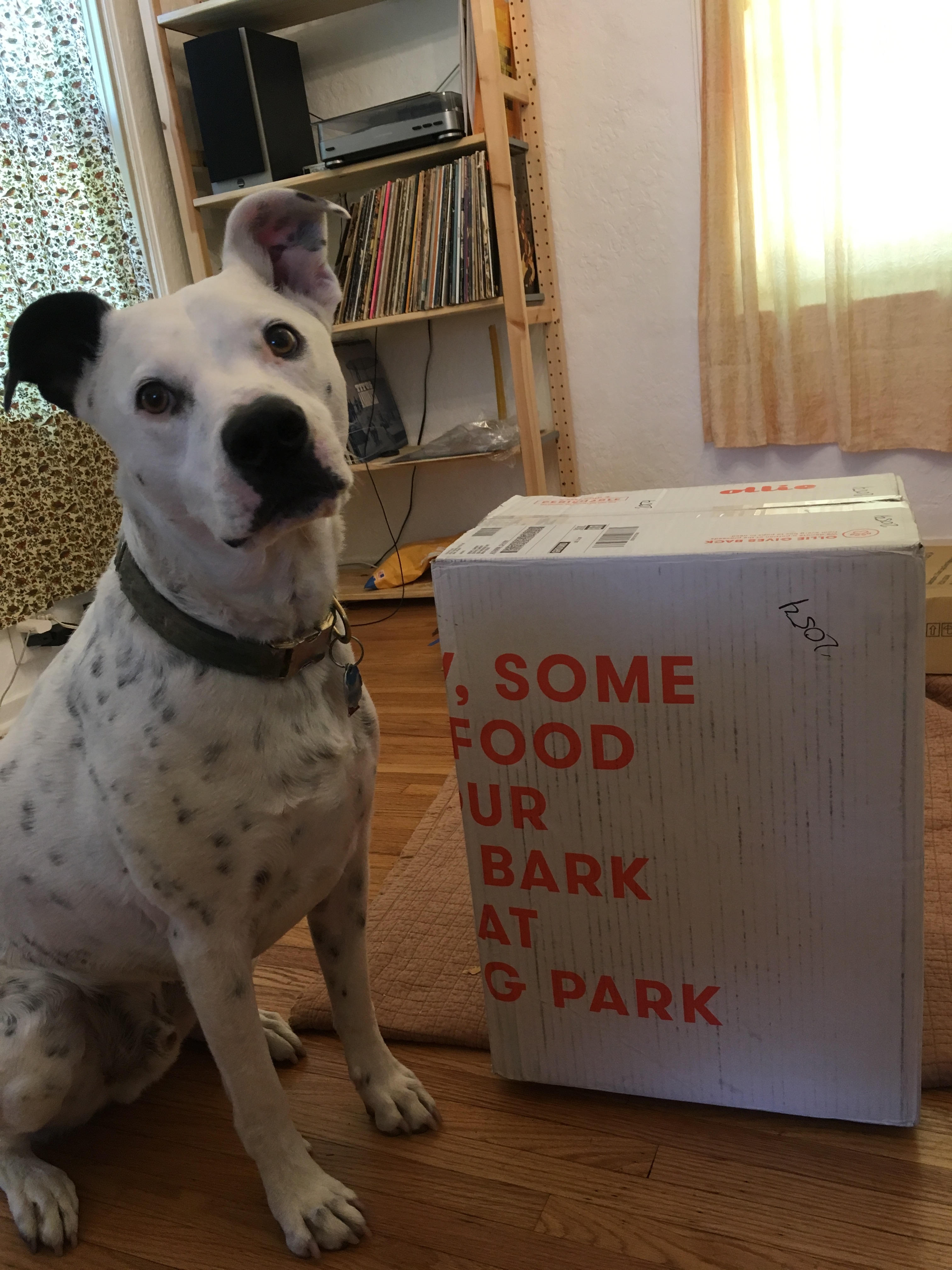 My Dog's Dog Food Is From Ollie Pets And He Absolutely Loves It ...
