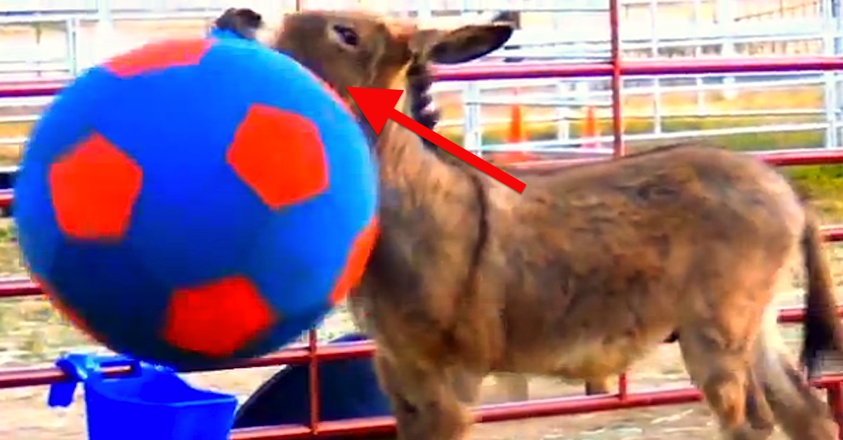 No One Is Happier Than This Rescued Donkey Playing With A Ball.. NO ONE ...