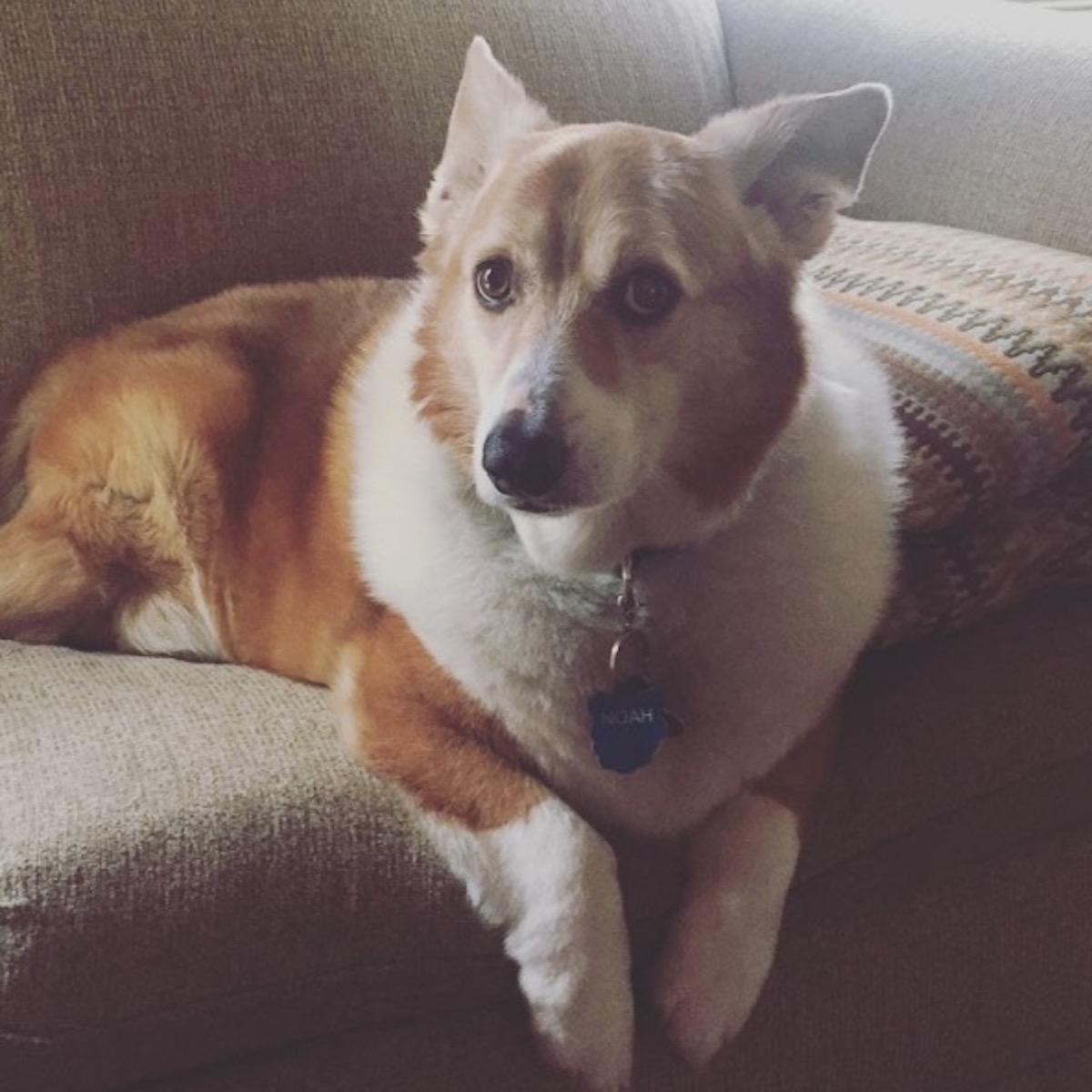 Meet Noah The Chubby Corgi | LittleThings.com