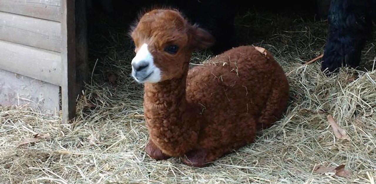 Baby Alpacas Will Cure Any Case Of The Blues | LittleThings.com