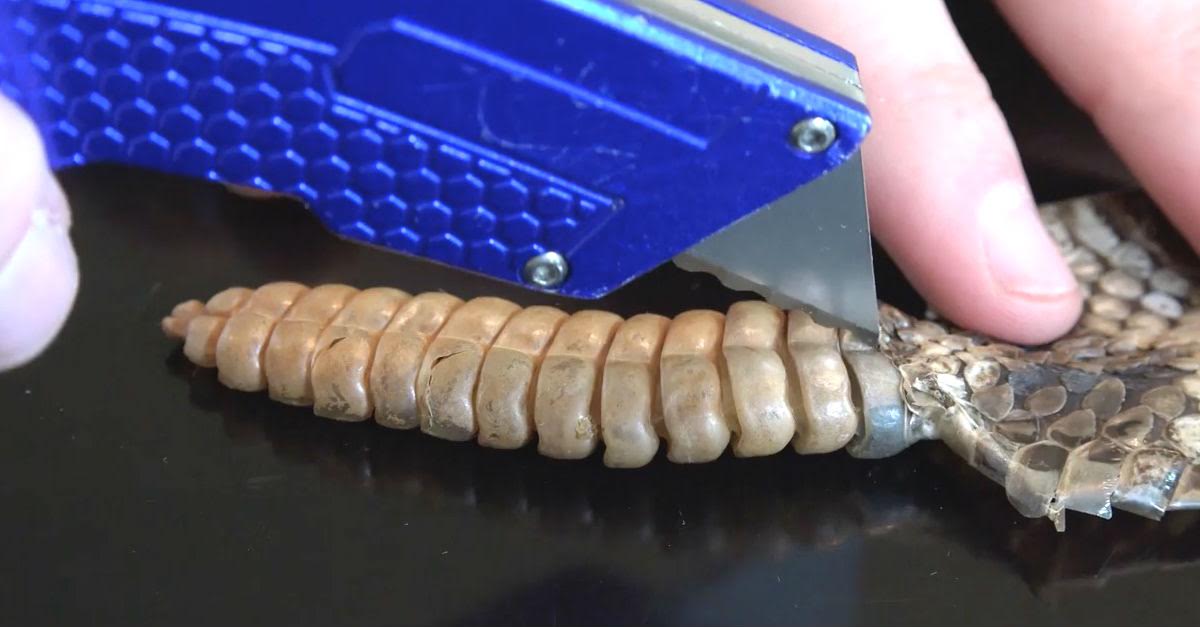Father And Son Slice Into A Real Rattlesnake Tail To Find Out What's ...