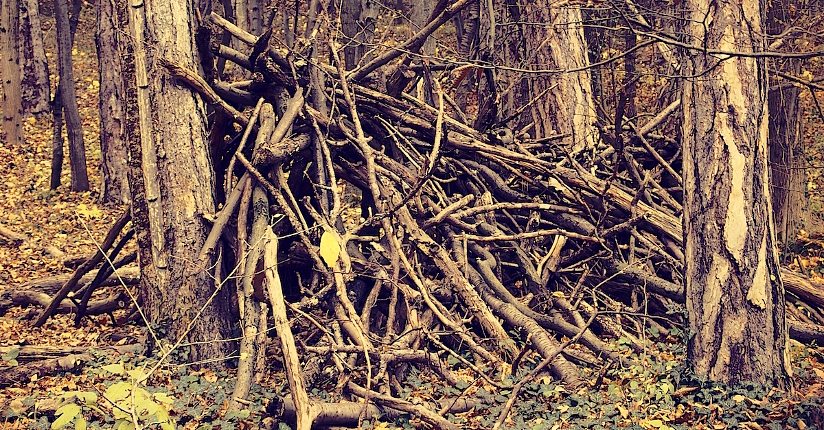 She Hauls Dirty Tree Branches Into Her House To Make An AMAZING Living ...