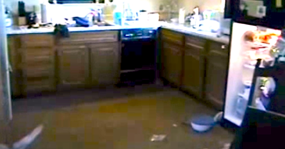 Their Food Kept Vanishing, So They Set Up A Hidden Camera. What They ...