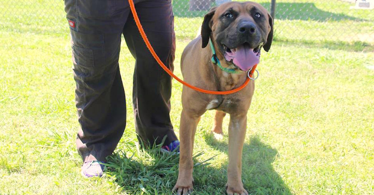 They Load This Dog Into A Rolling Cart. Where They Take Him? BEAUTIFUL ...