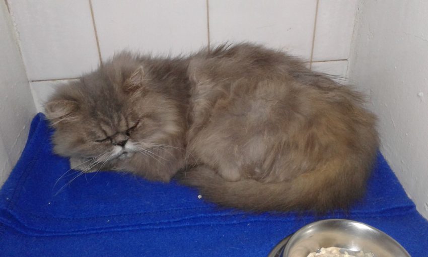 Vet Begs Pet Owners To Stay With Their Animals In Dying Moments ...