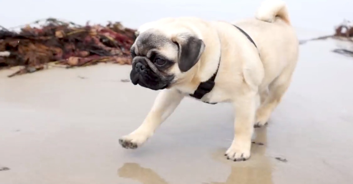 He Took 10 Rescue Dogs To The Beach. Their Reactions? Priceless ...