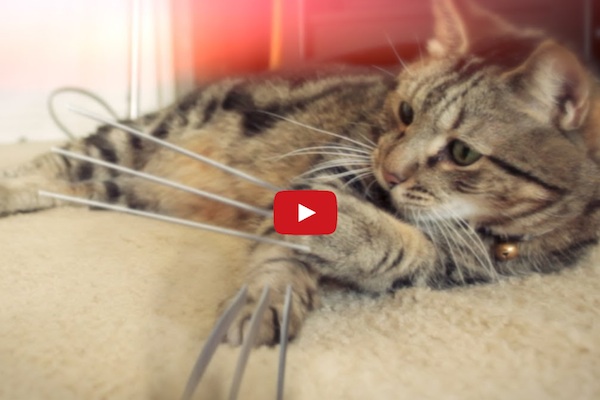 She Looks Just Like A Regular Tabby Cat. But Once You See Her Claws ...