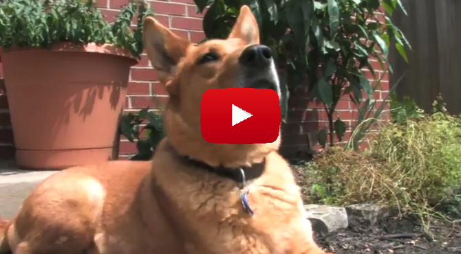 Have You Ever Heard Of Viral Dog? Must See For All Dog Lovers ...