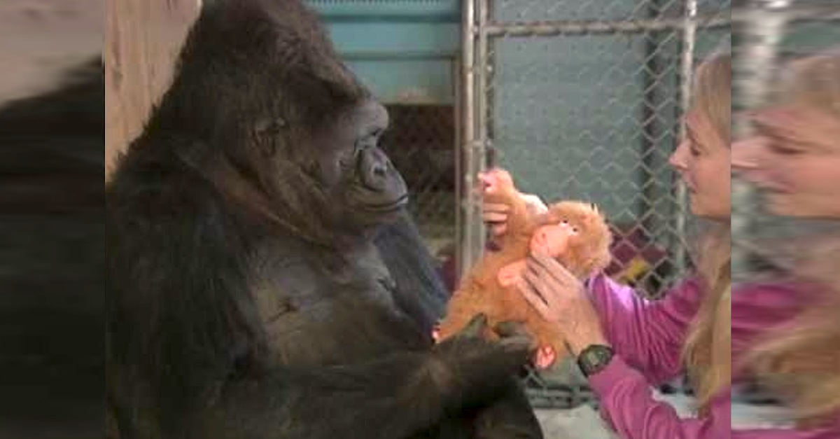 See That Stuffed Monkey? Watch What The Gorilla Does To It...WOW ...
