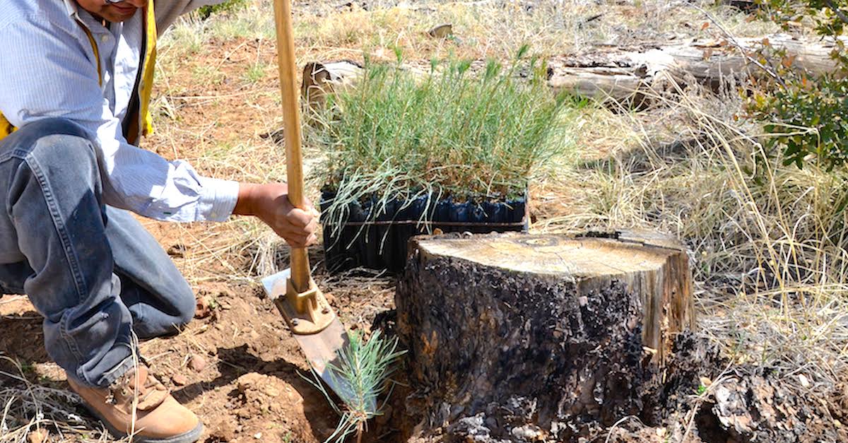 He Digs Into A Rotting Stump Out Back. Now Watch How It Transforms ...